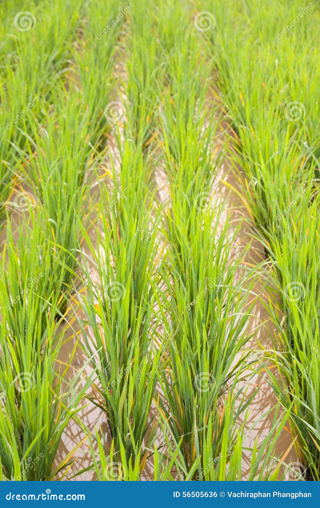 Rice in the rice fields stock photo. Image of landscape - 56505636