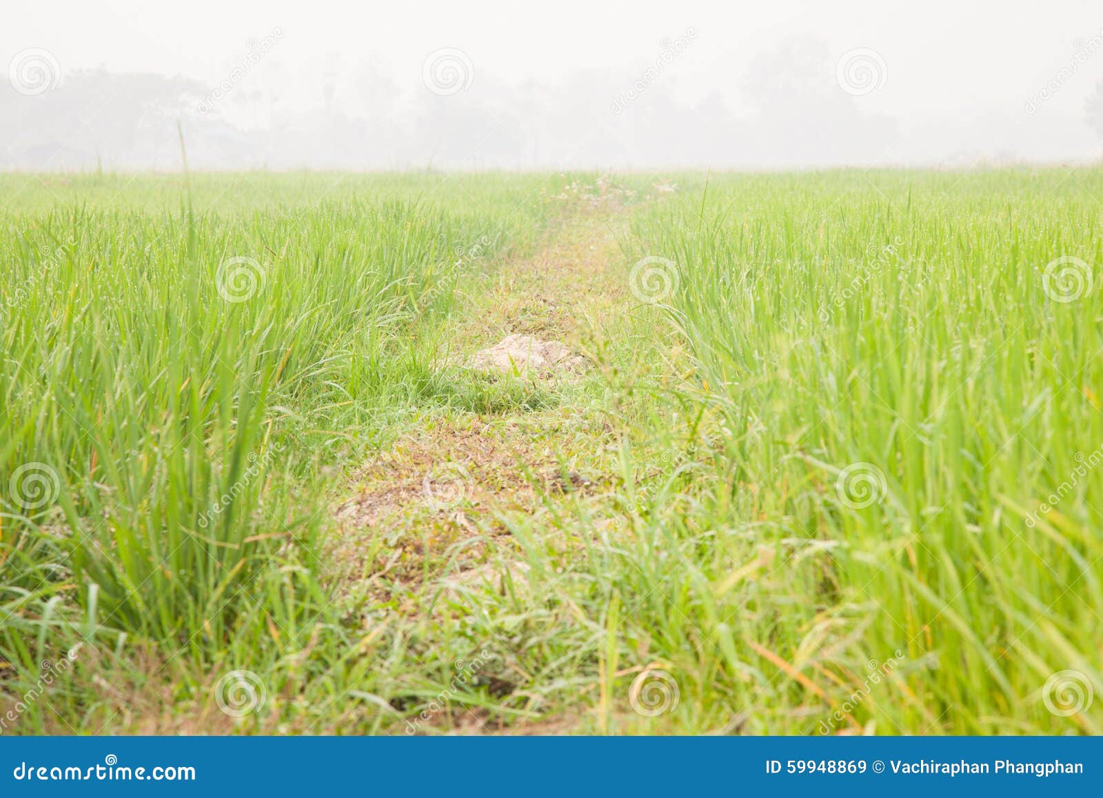 Rice in the rice fields stock image. Image of countryside - 59948869