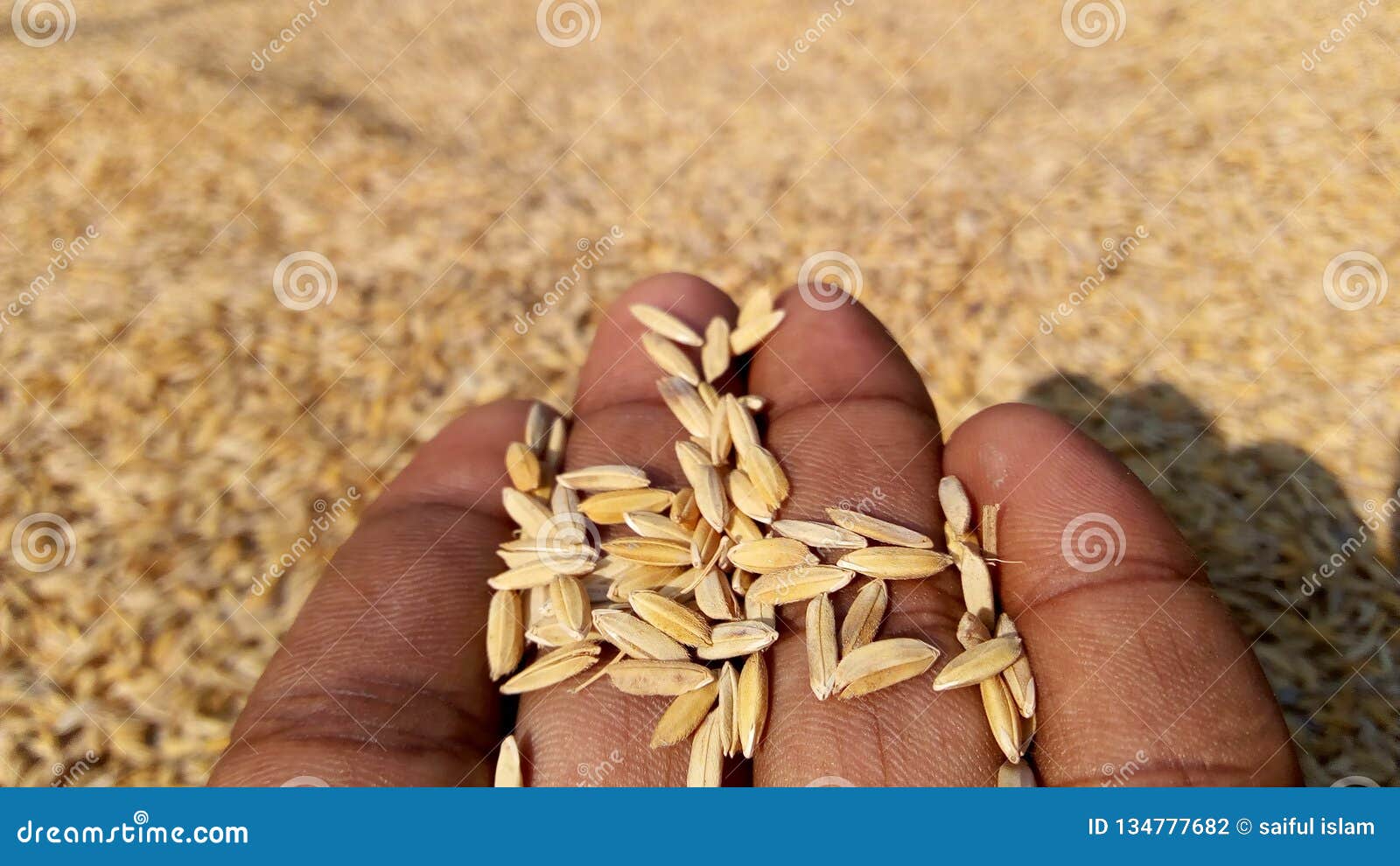 Rice. stock photo. Image of smallhand, rices, hand, rice - 134777682