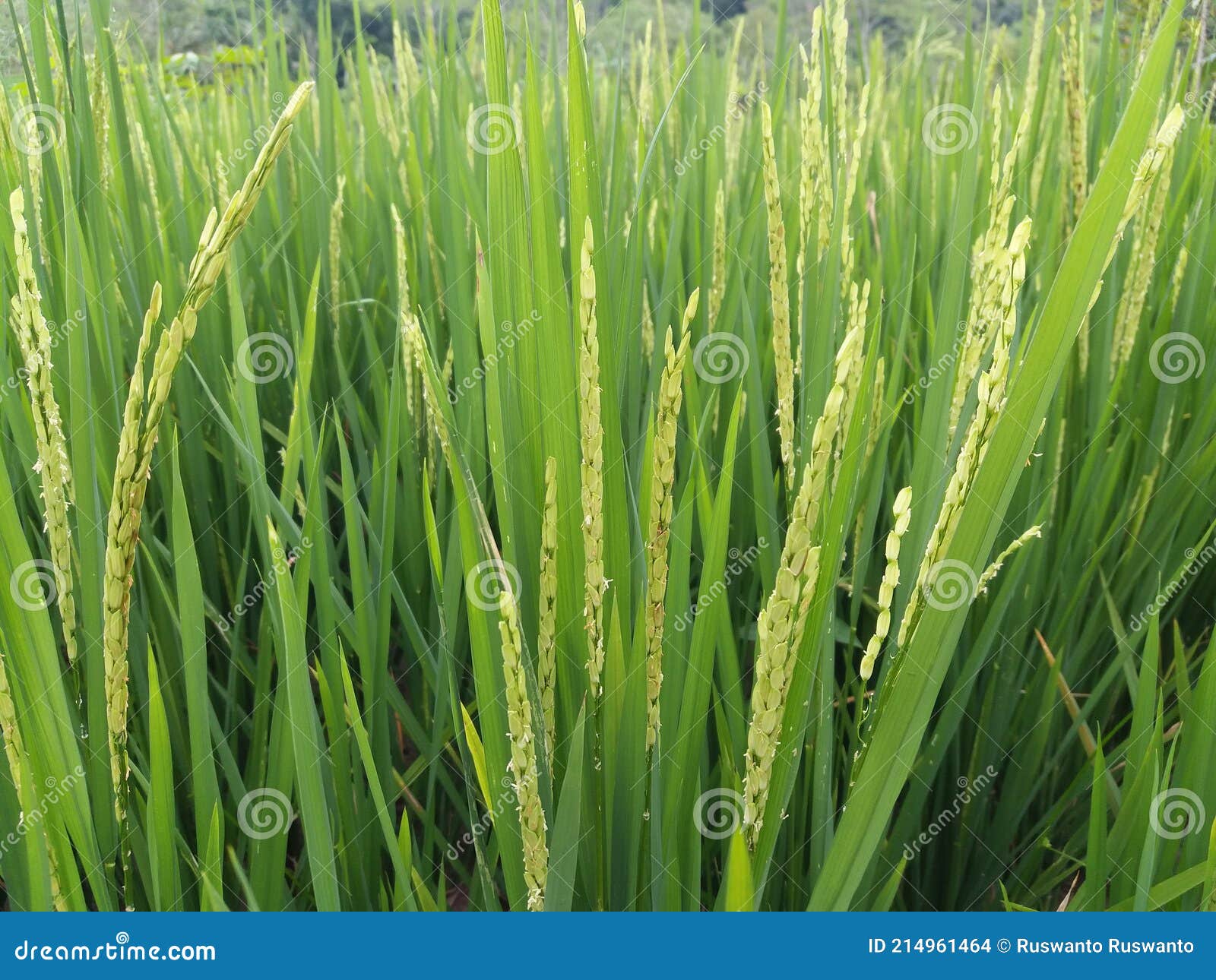Rice in the ricefielfd stock photo. Image of food, grassland - 214961464