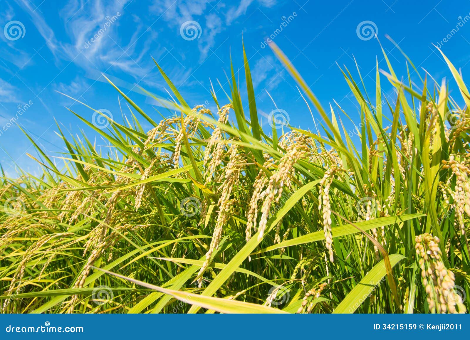 Rice ripe stock image. Image of agricultural, grass, freshness - 34215159