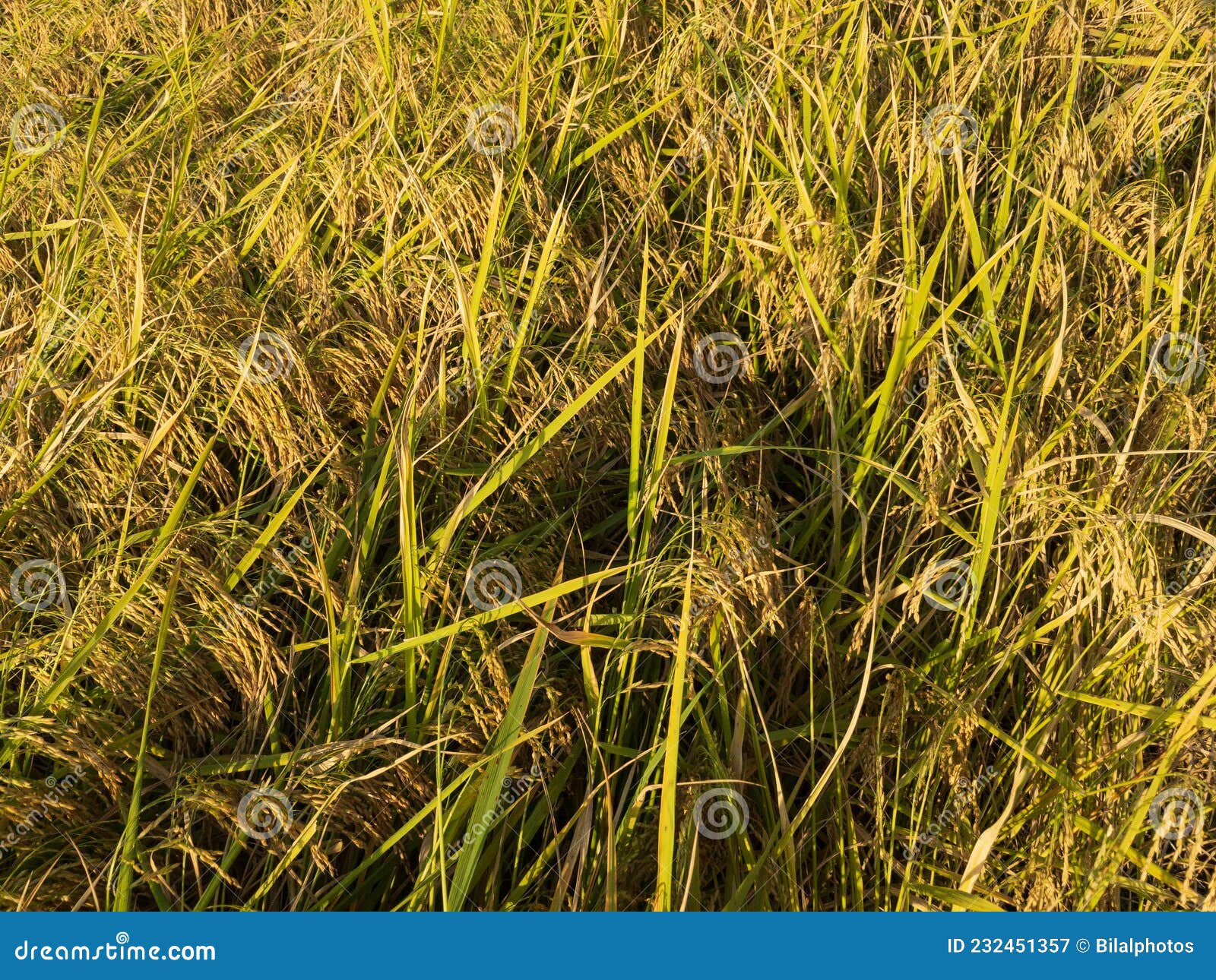 Rice Ripening in the Fields Stock Image - Image of countryside, rural ...