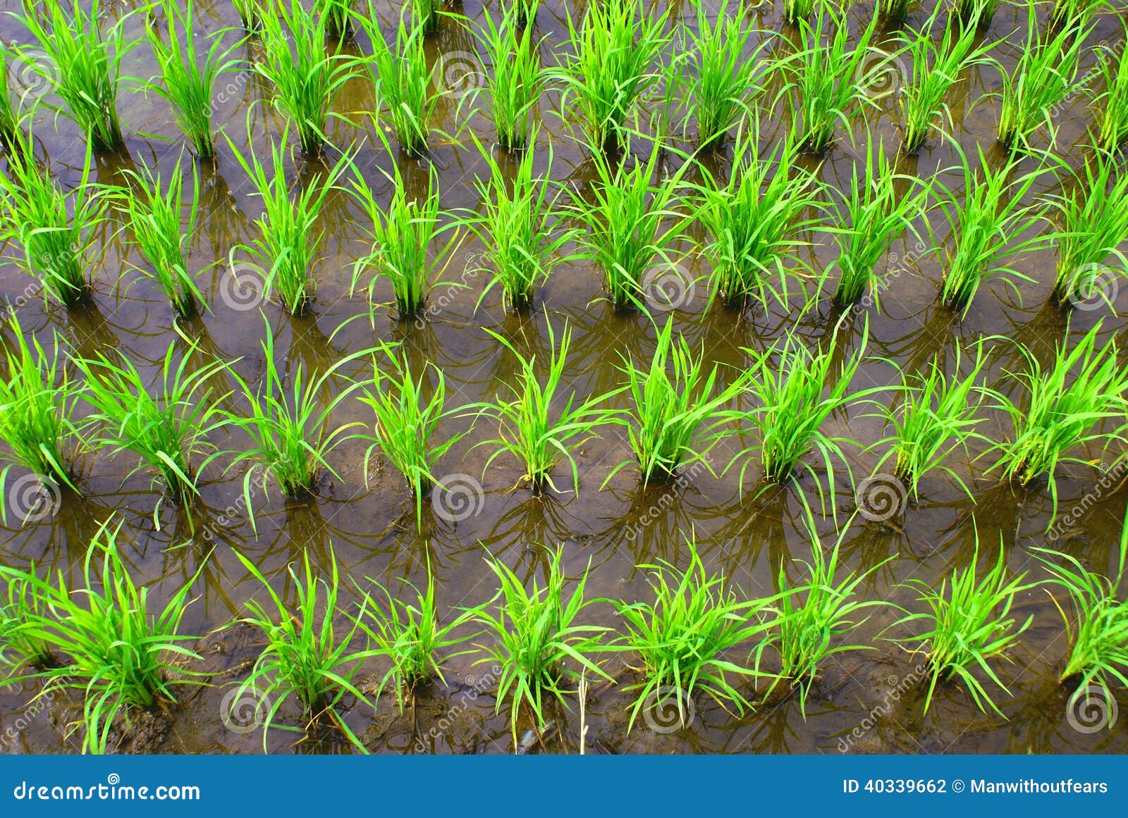 Rice in the rows stock photo. Image of plant, soil, organic - 40339662