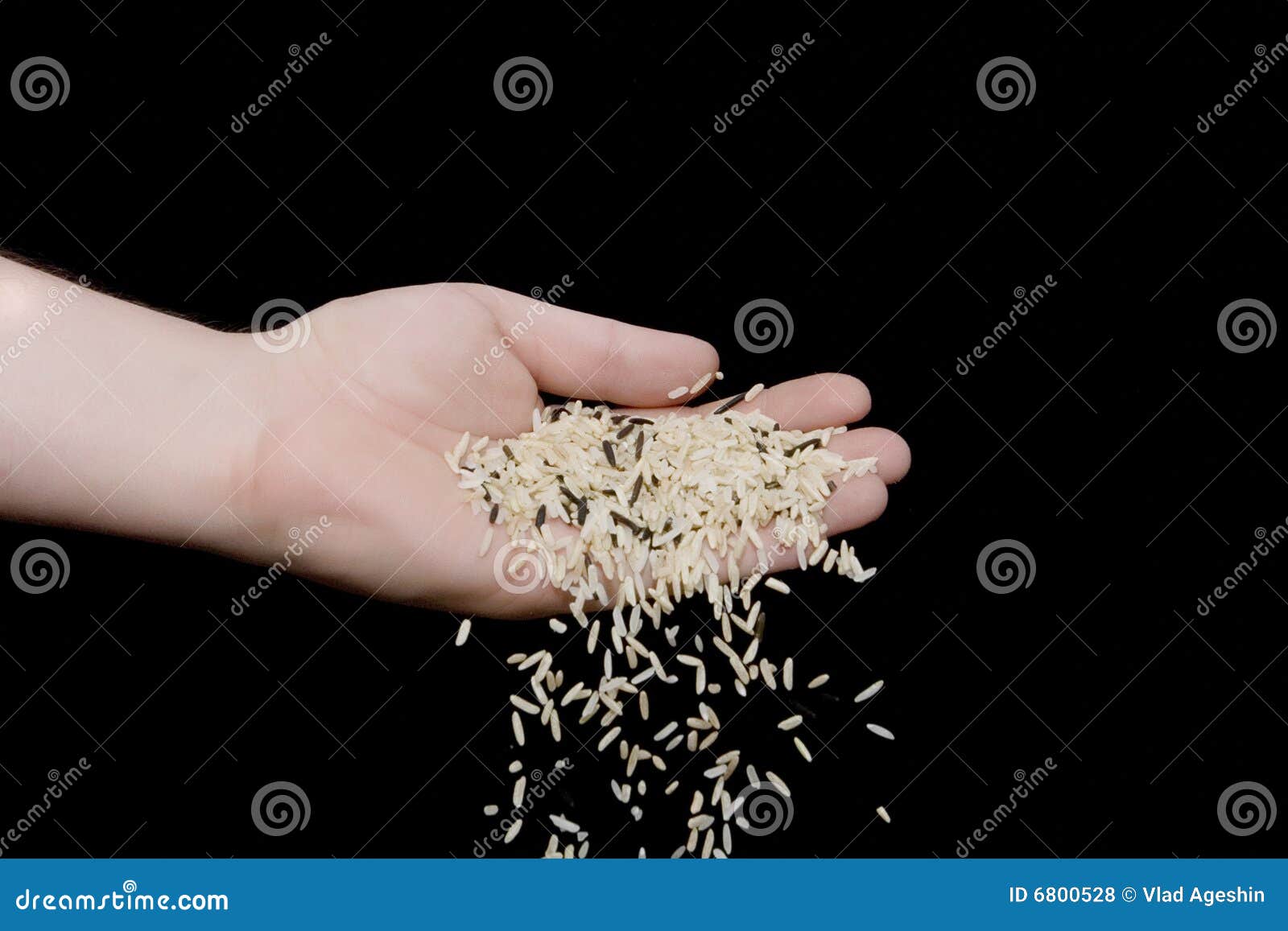 Rice run out of hand stock photo. Image of agriculture - 6800528