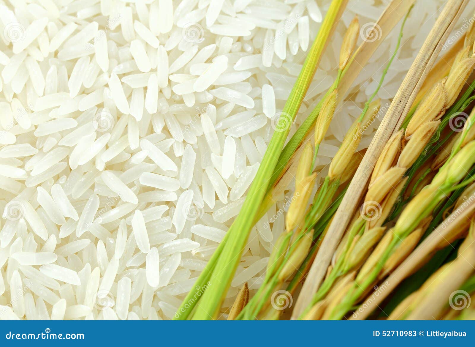 Rice S Grains,Ear of Rice Background. Stock Image - Image of ...