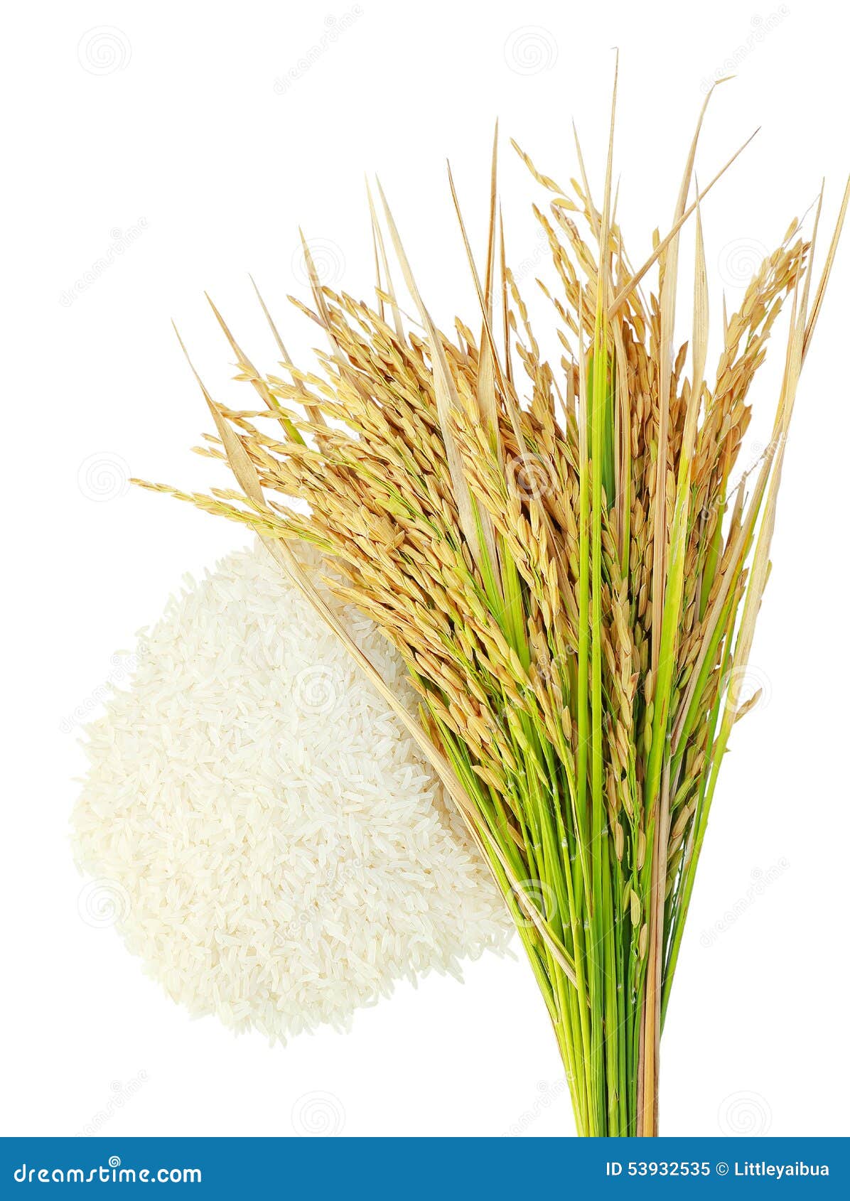 Rice S Grains,Ear of Rice on White Background. Stock Image - Image of ...