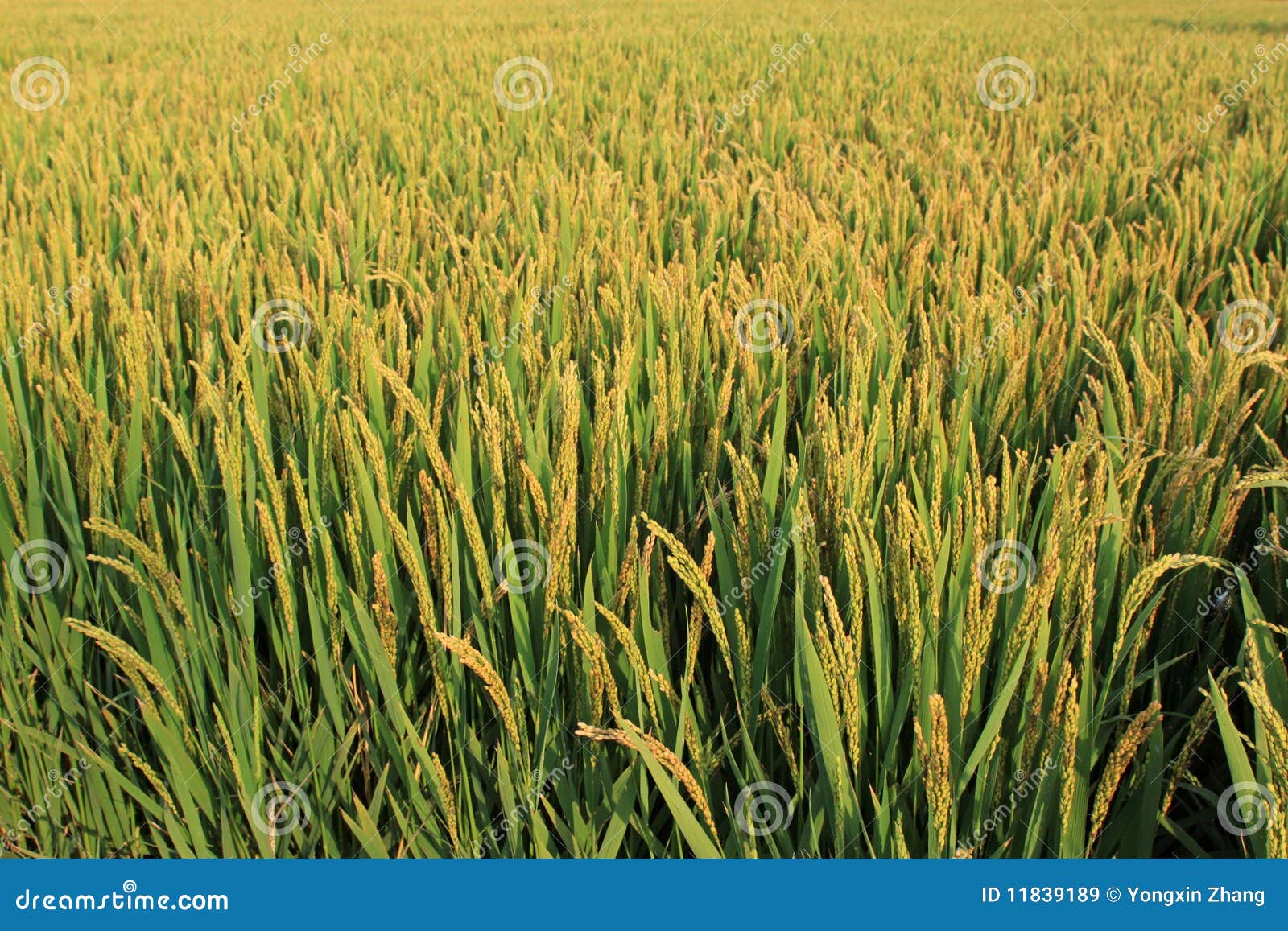 Rice scenery stock image. Image of north, plants, agriculture - 11839189