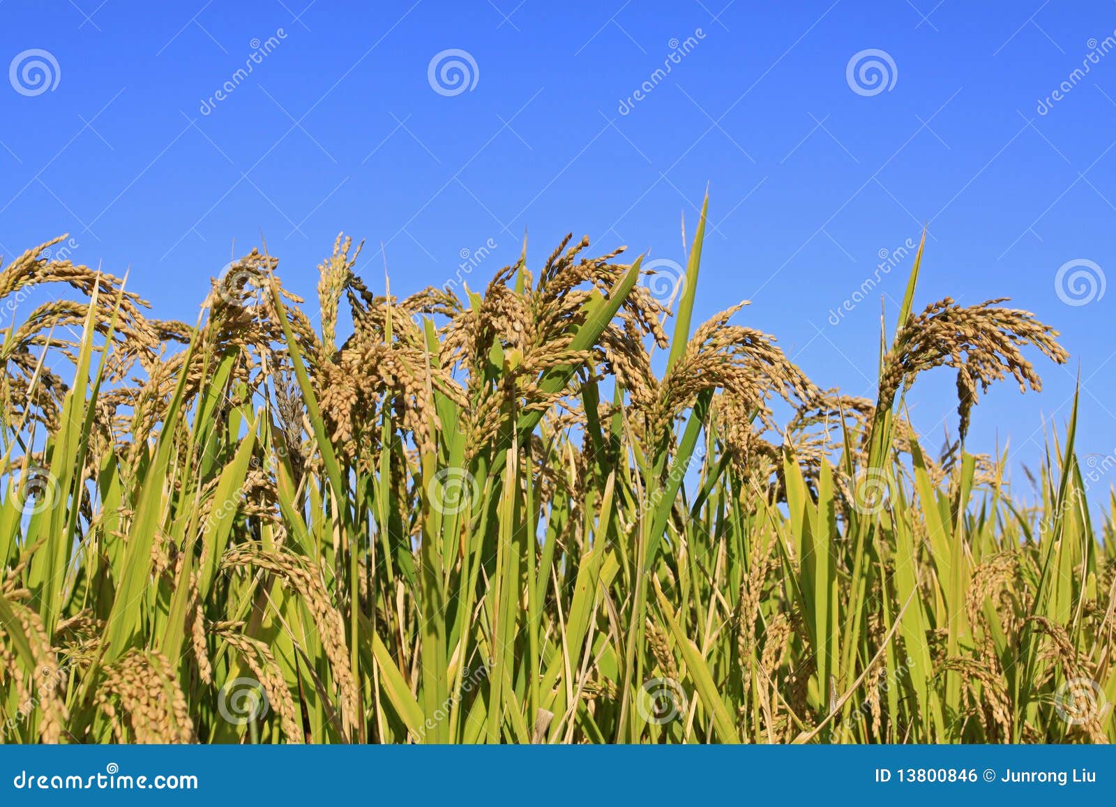 Rice scenery stock photo. Image of farmland, field, materials - 13800846
