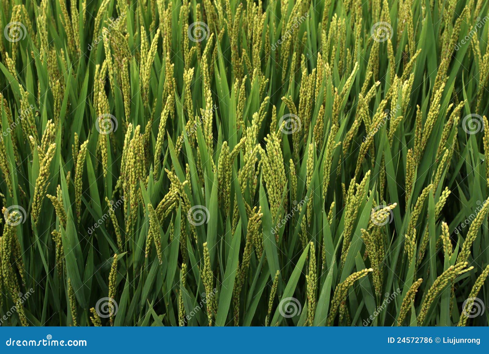 Rice scenery stock photo. Image of food, location, beautiful - 24572786