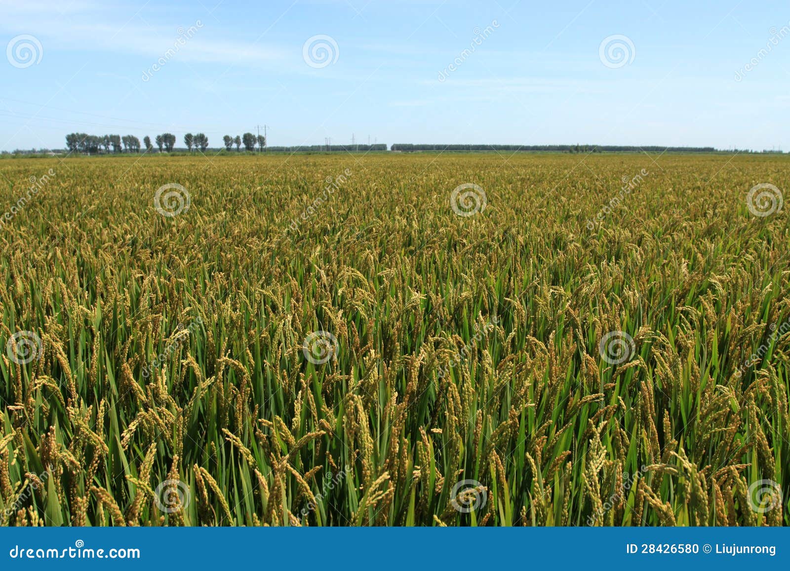 Rice scenery stock photo. Image of beautiful, paddy, fields - 28426580