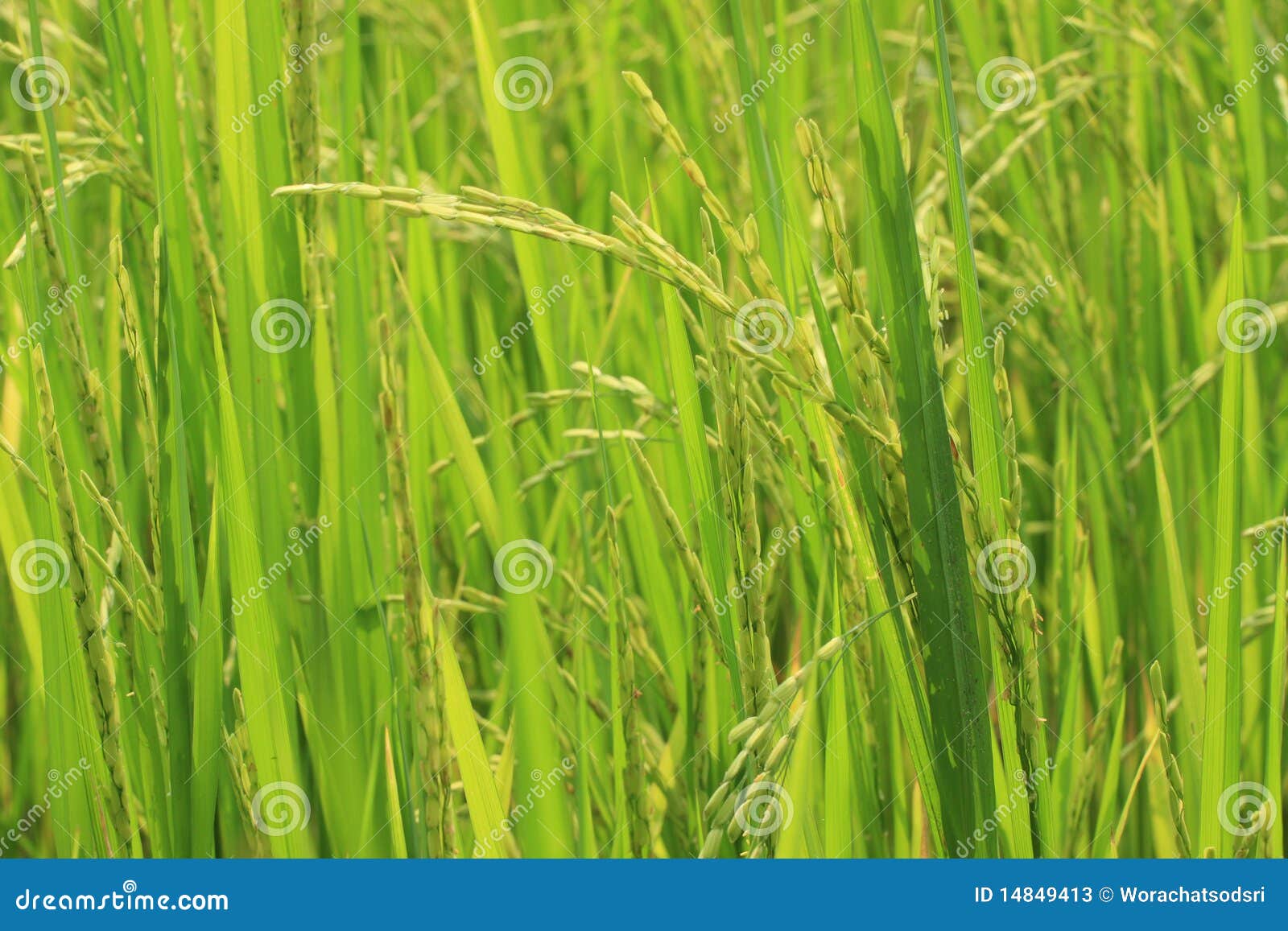 Rice seed stock image. Image of farm, asian, cultivate - 14849413