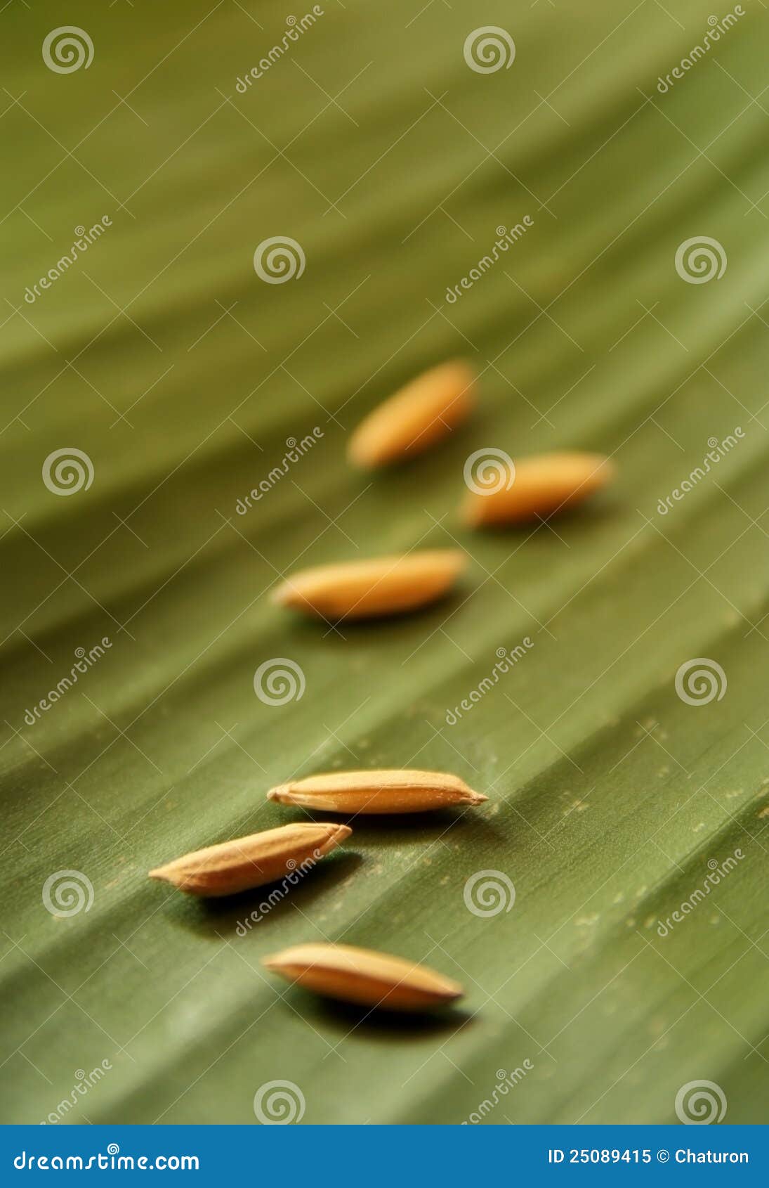 Rice seed stock image. Image of nature, gold, organic - 25089415