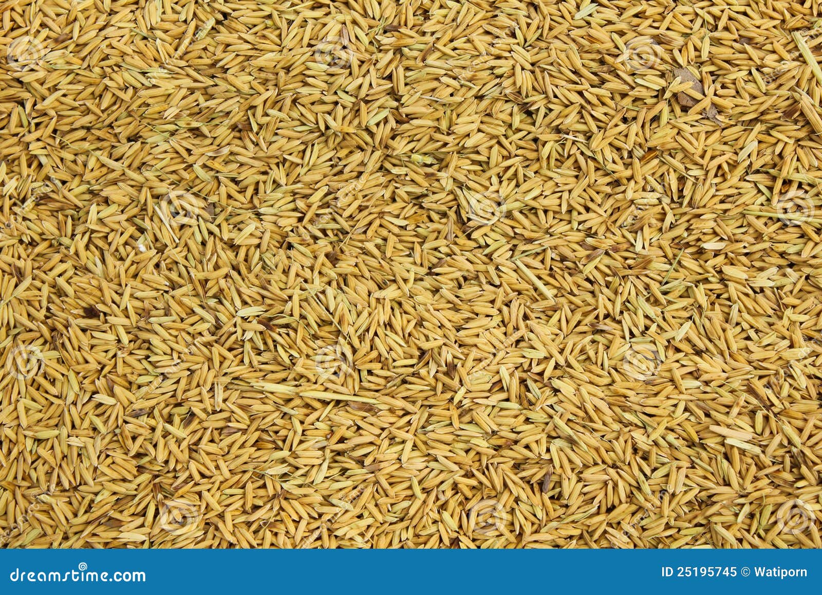 Rice Seed Royalty-Free Stock Image | CartoonDealer.com #62480950