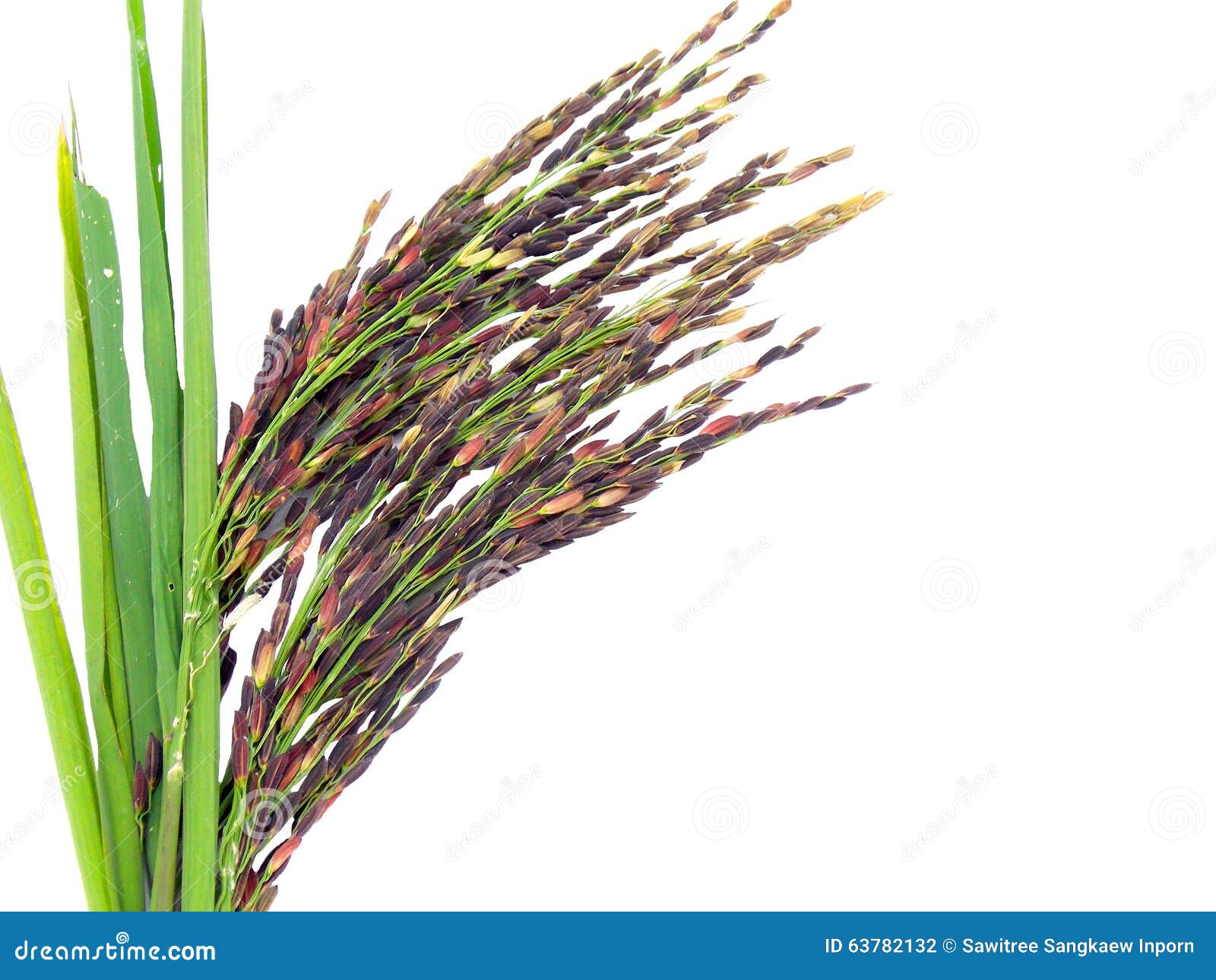 Rice seed Background stock photo. Image of rice, agriculture - 63782132