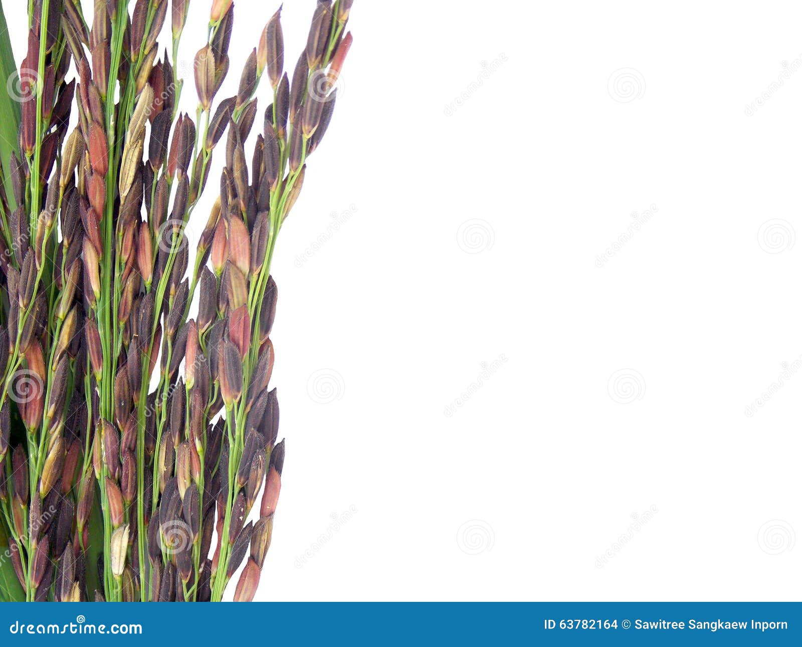 Rice seed Background stock photo. Image of grain, field - 63782164
