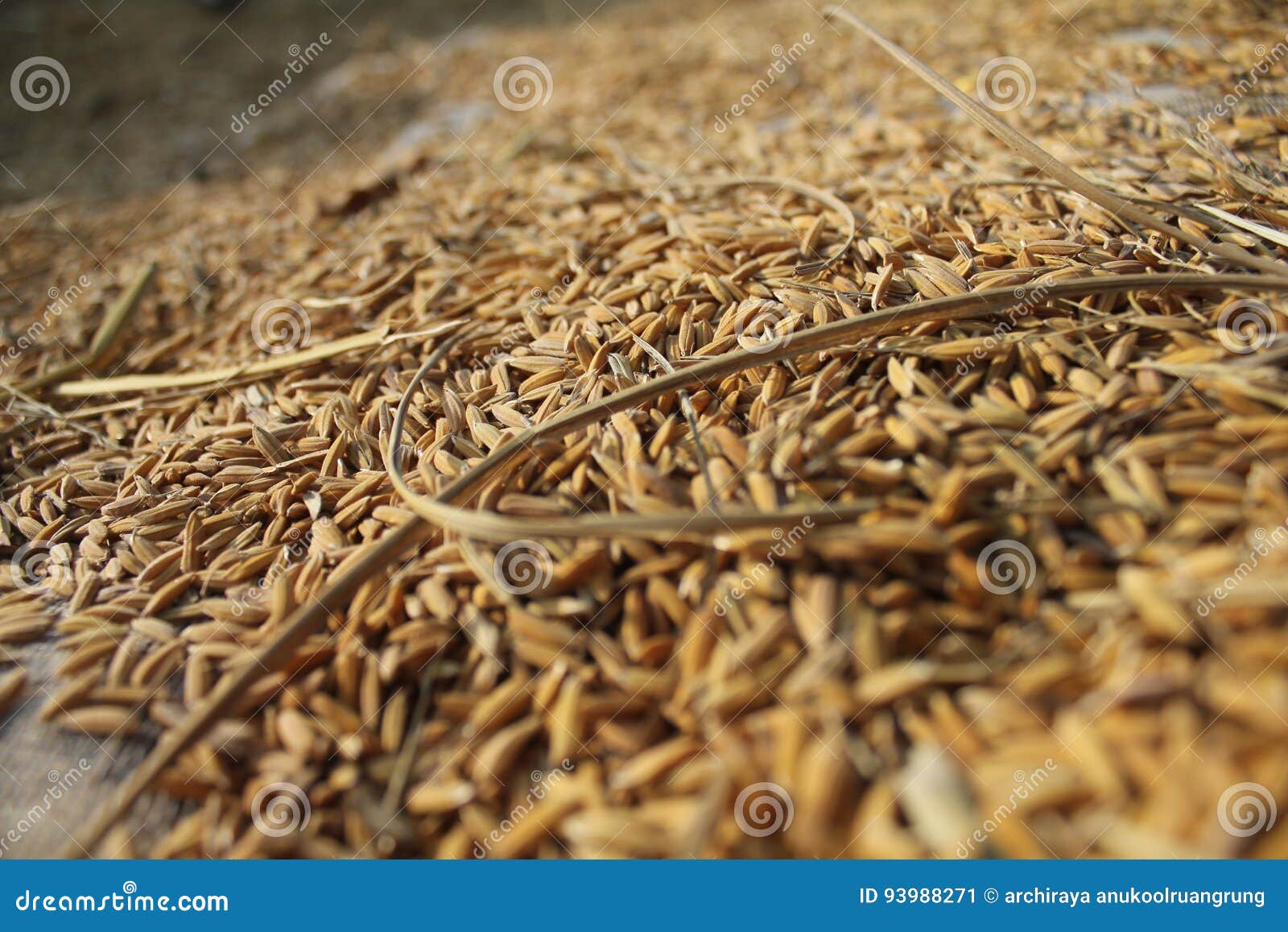 Rice Seed stock image. Image of health, crop, harvest - 93988271
