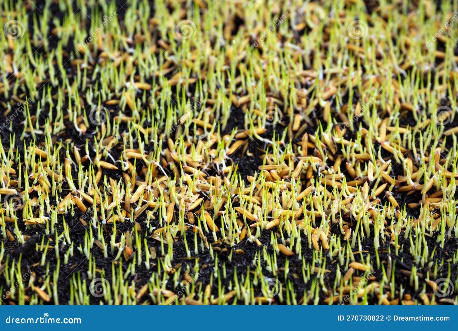 Rice seed is growing. stock photo. Image of natural - 270730822