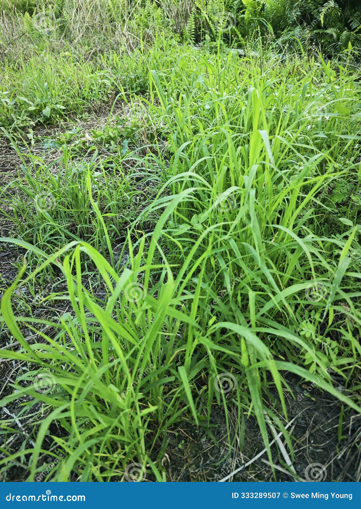 Rice Seed Insects Resting on the Stalk of the Grass. Stock Image ...
