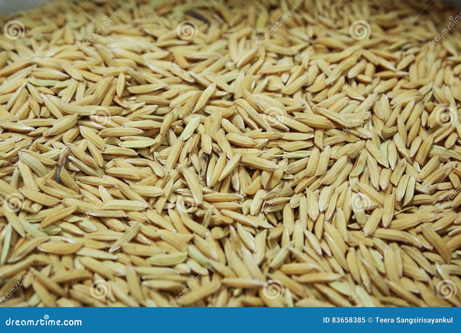 Rice seed stock image. Image of seed, farmland, brown - 83658385