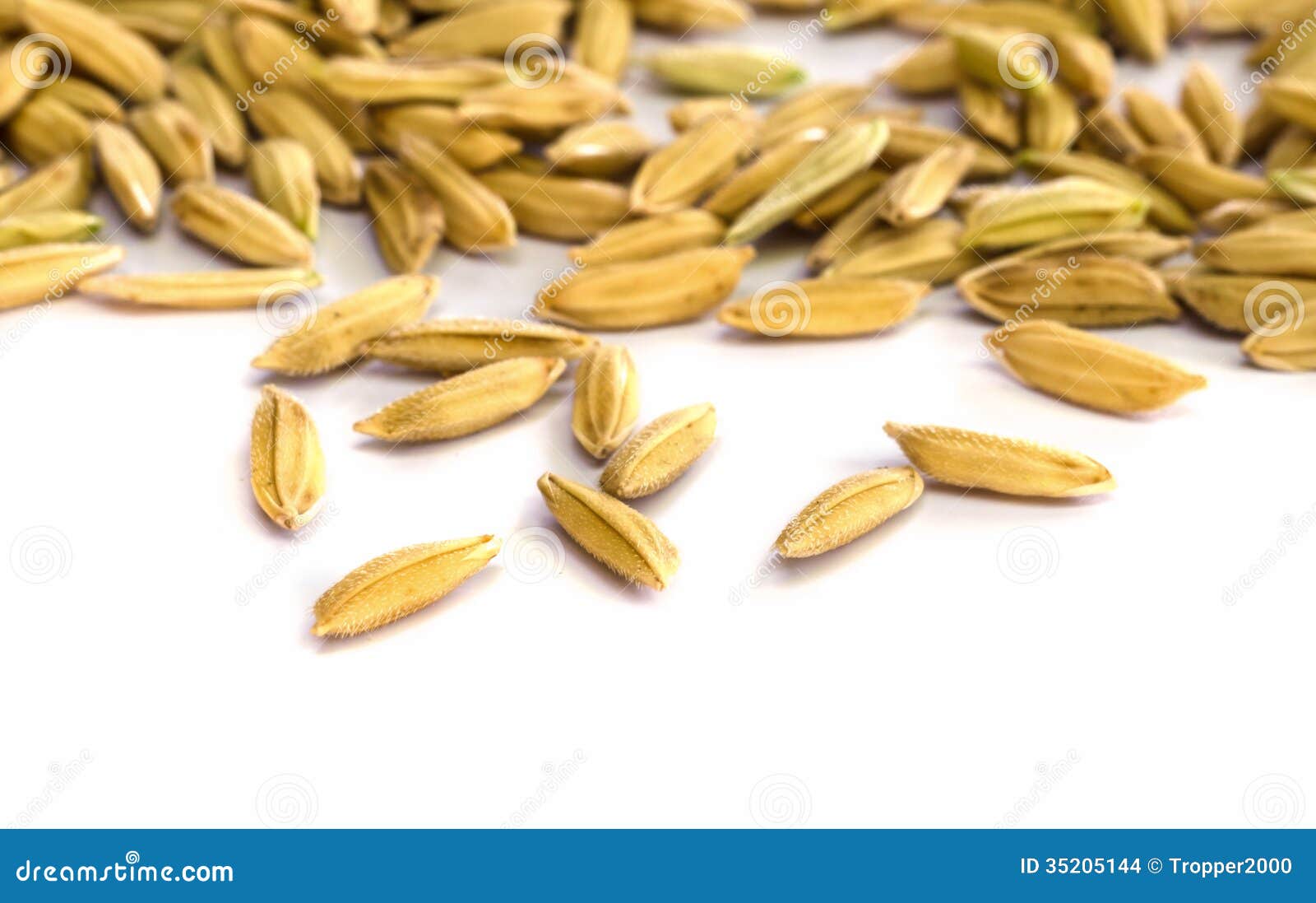 Rice seed. stock photo. Image of ingredient, growth, grained - 35205144