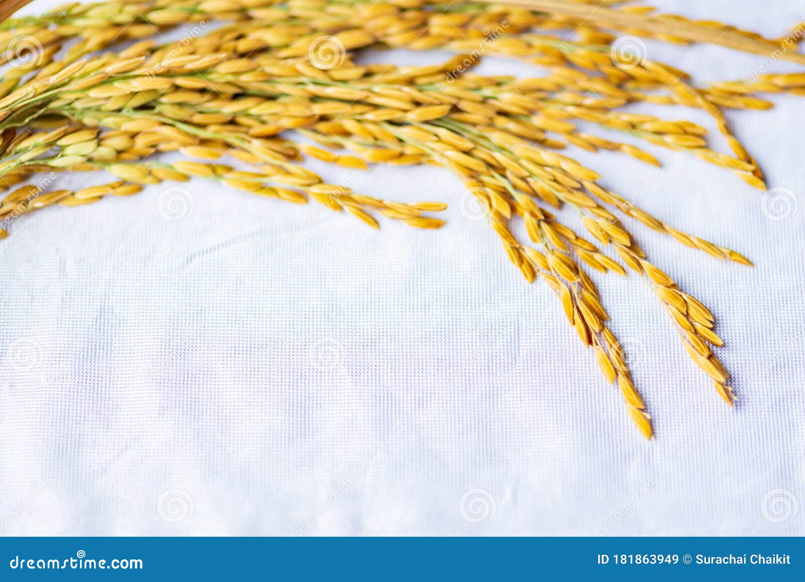 The Rice Seed Placed on the White Cloth Stock Image - Image of cloth ...