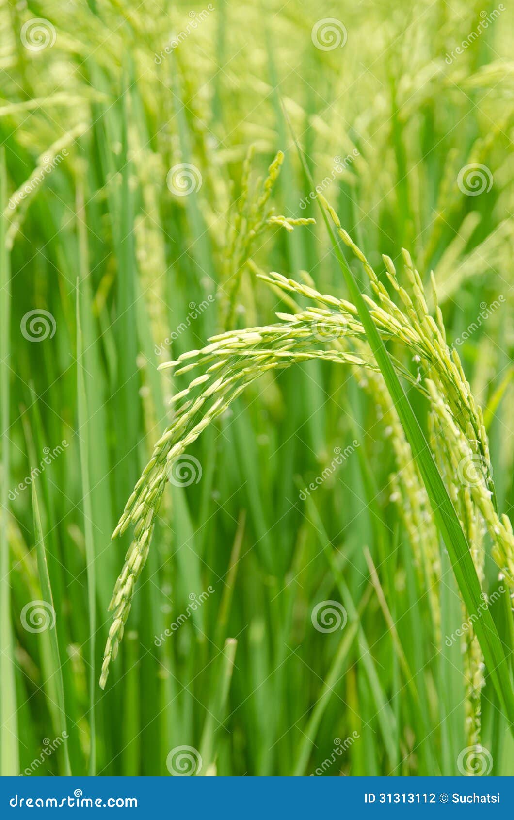 Rice seed in rice fields stock photo. Image of asian - 31313112