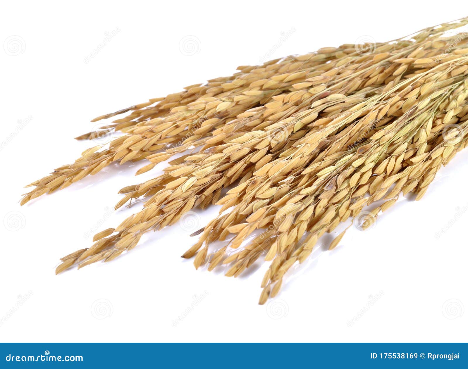 Rice Seed, Spike,rice Berry Rice, Hom-nil and Jasmine Rice Stock Image ...
