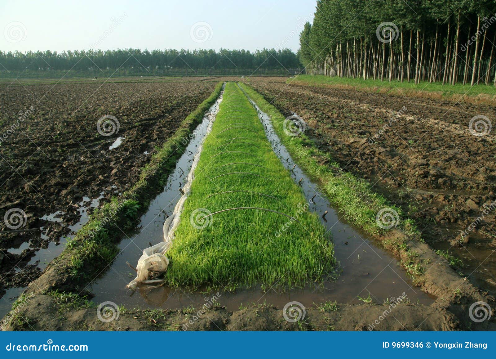 Rice seedbed stock photo. Image of crops, ecological, creative - 9699346