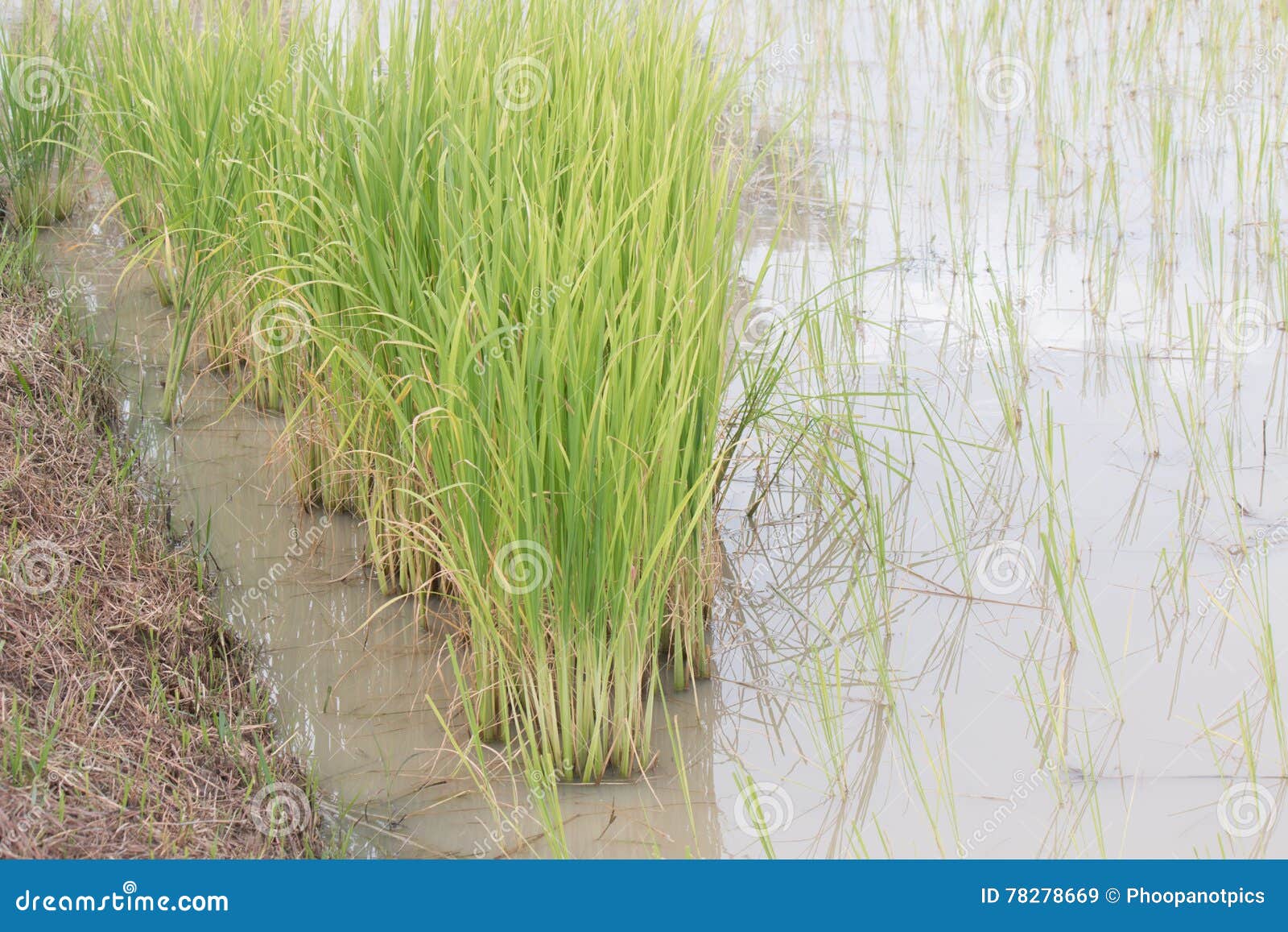 Rice seeding stock image. Image of seed, shoots, agriculture - 78278669