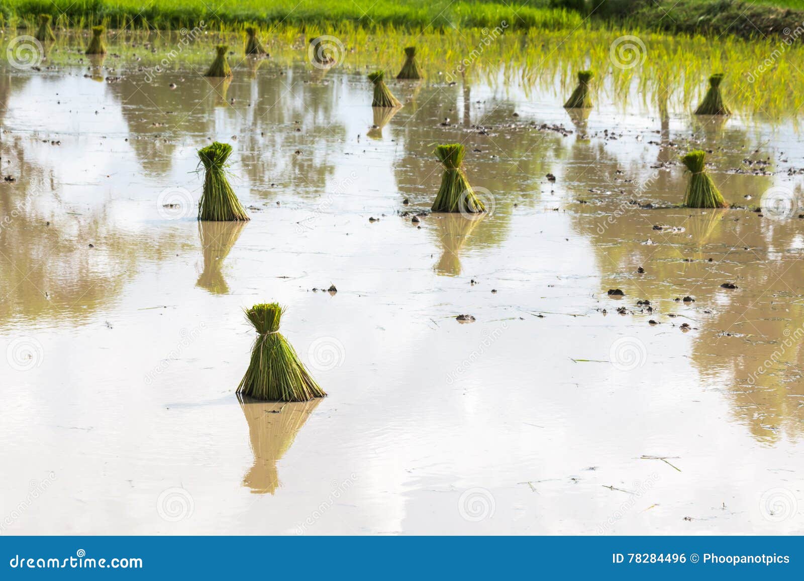 Rice seeding stock photo. Image of seeding, seedlings - 78284496