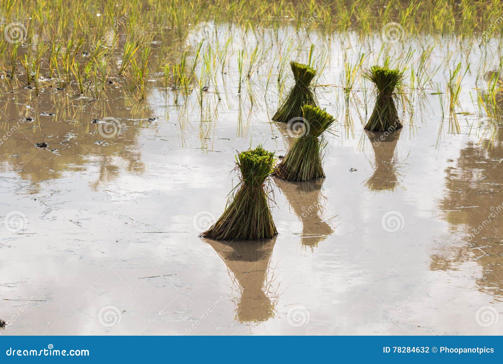Rice seeding stock photo. Image of agriculture, growth - 78284632