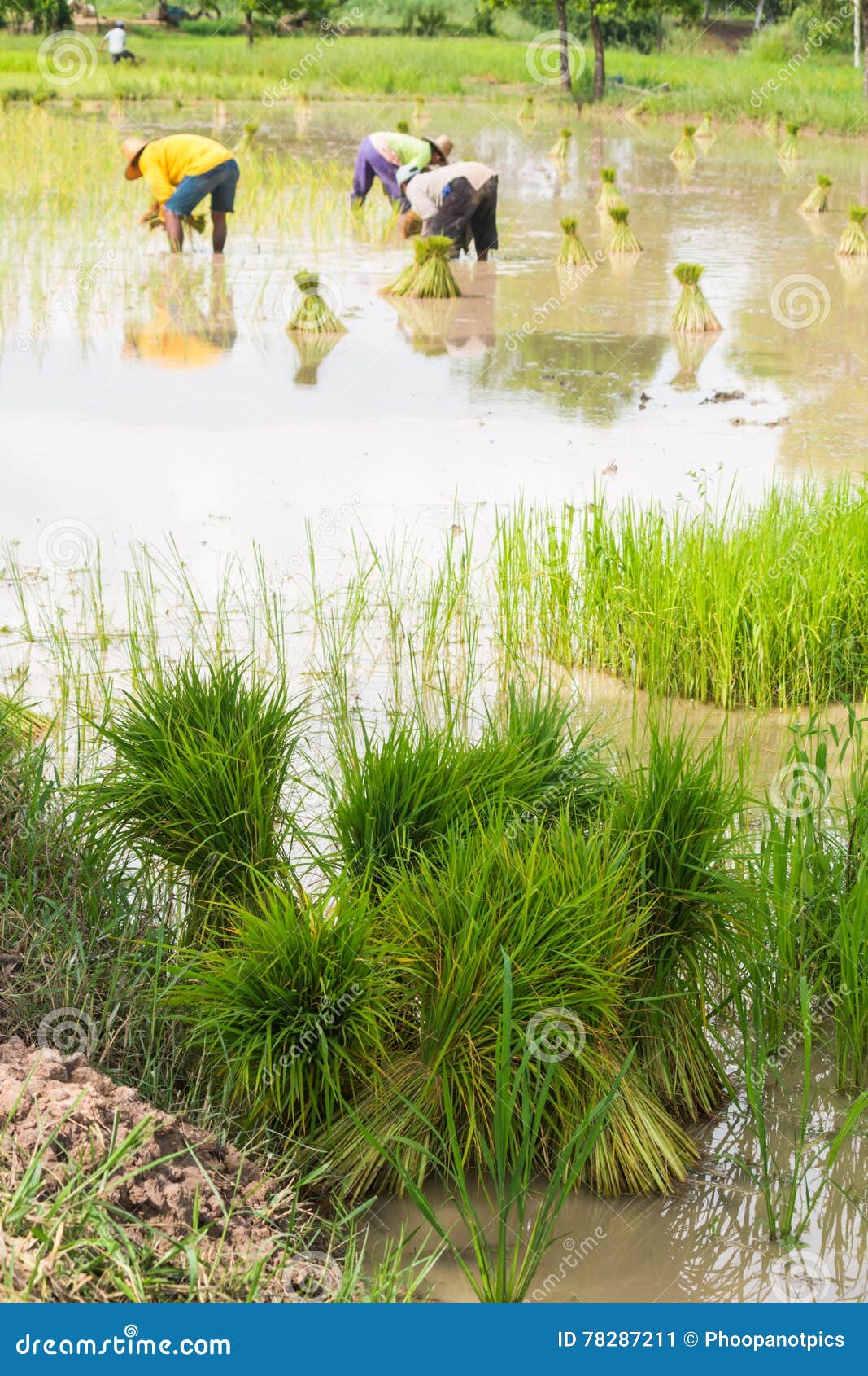 Rice seeding stock image. Image of peasantry, growth - 78287211