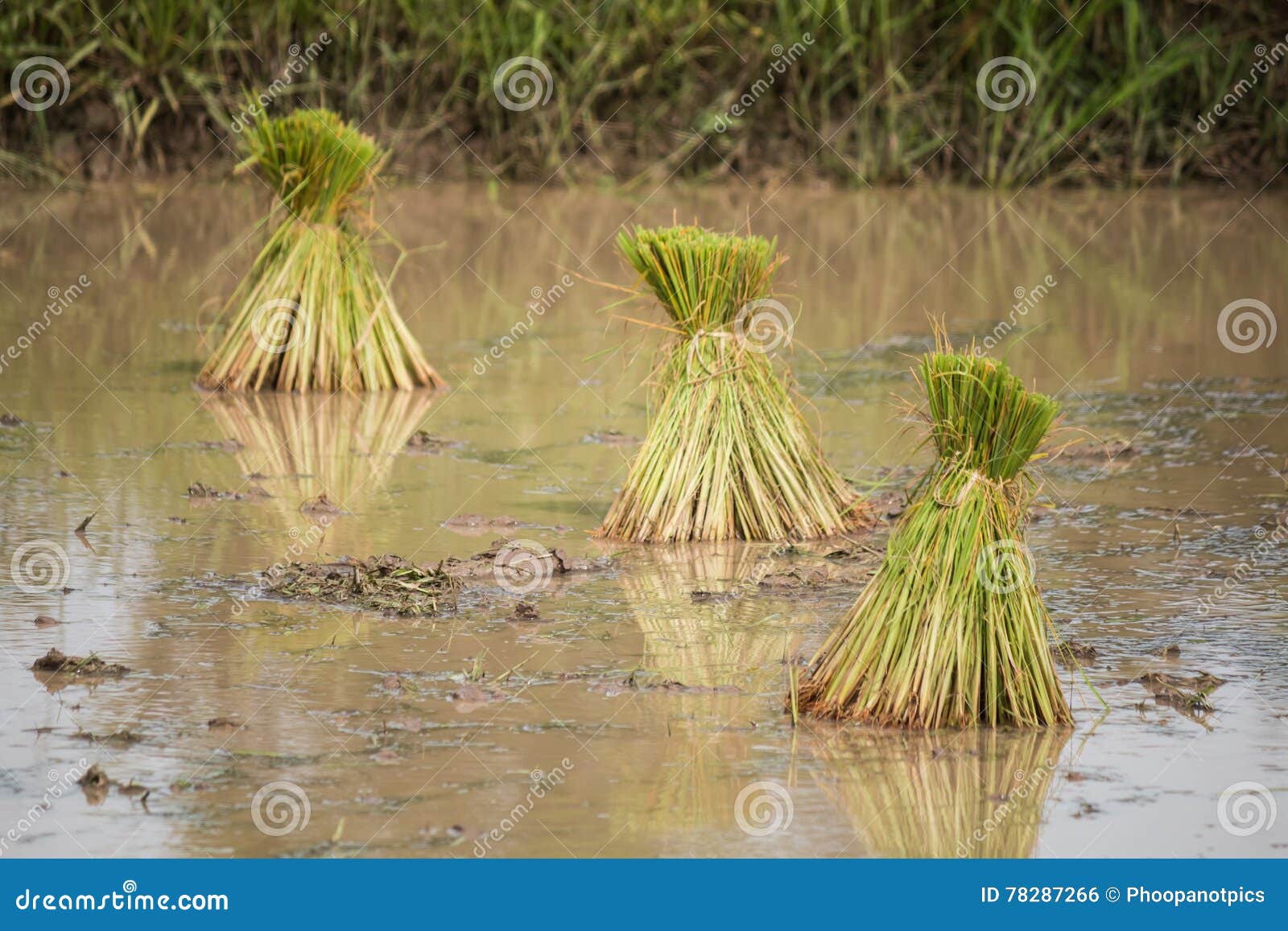Rice seeding stock photo. Image of agriculturist, saddle - 78287266