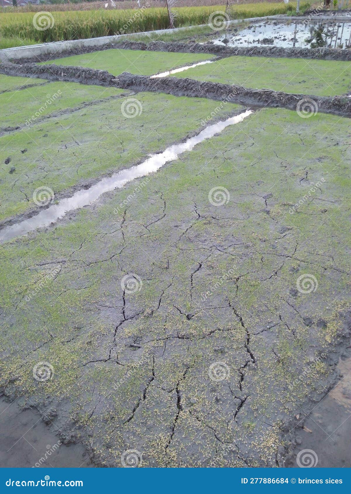 Rice Seeding Process in Paddy Fields Stock Photo - Image of rice, paddy ...