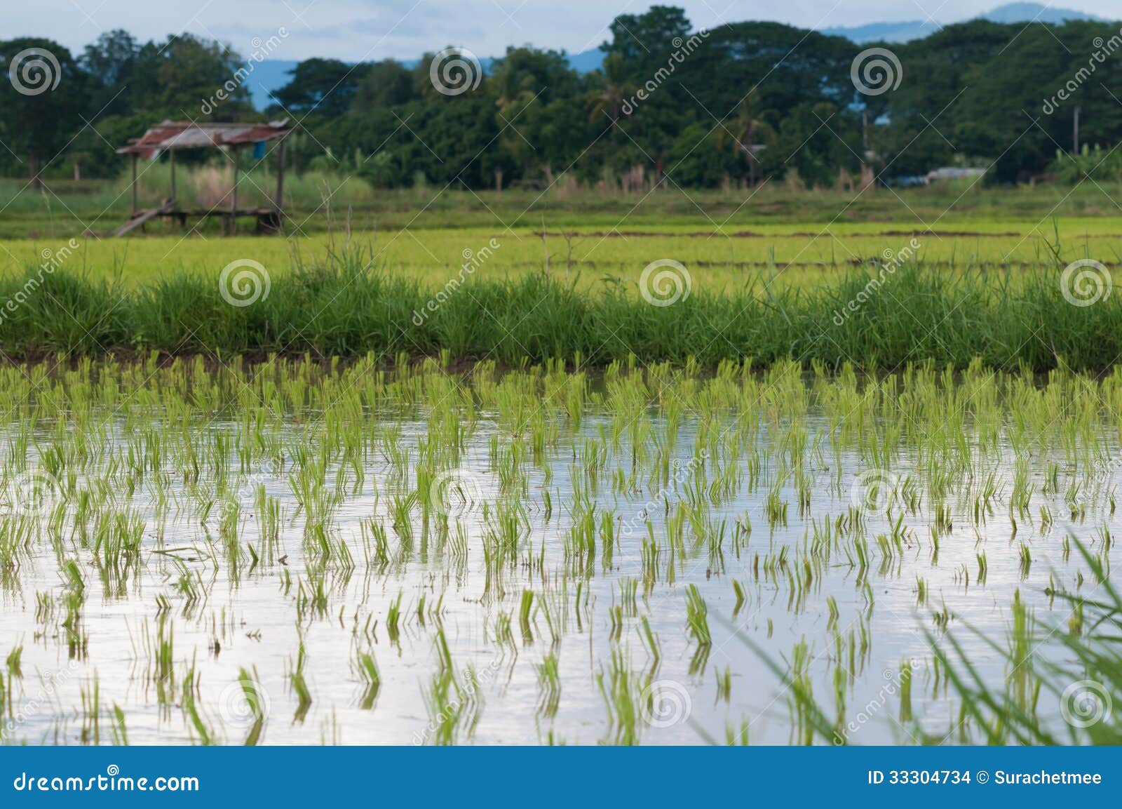 Rice Seeding on Rice Fields Stock Photo - Image of harvest, color: 33304734