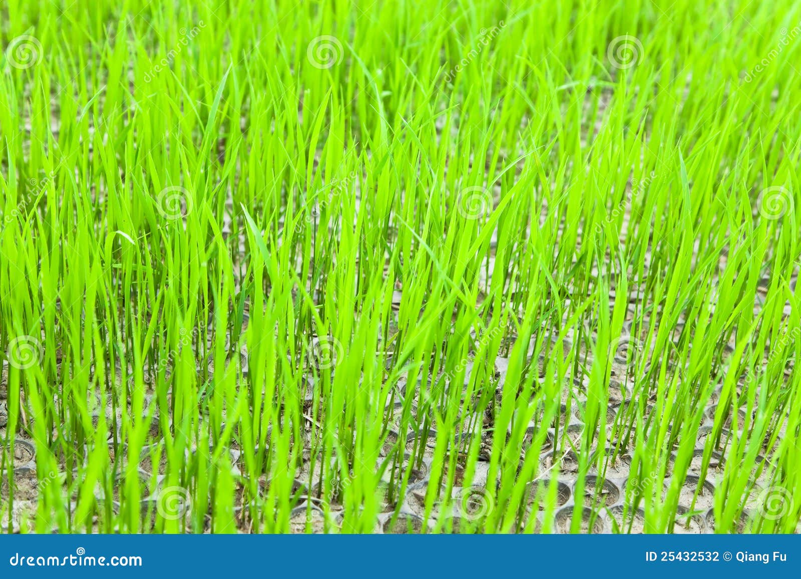 Rice seedling stock photo. Image of china, cereal, growth - 25432532
