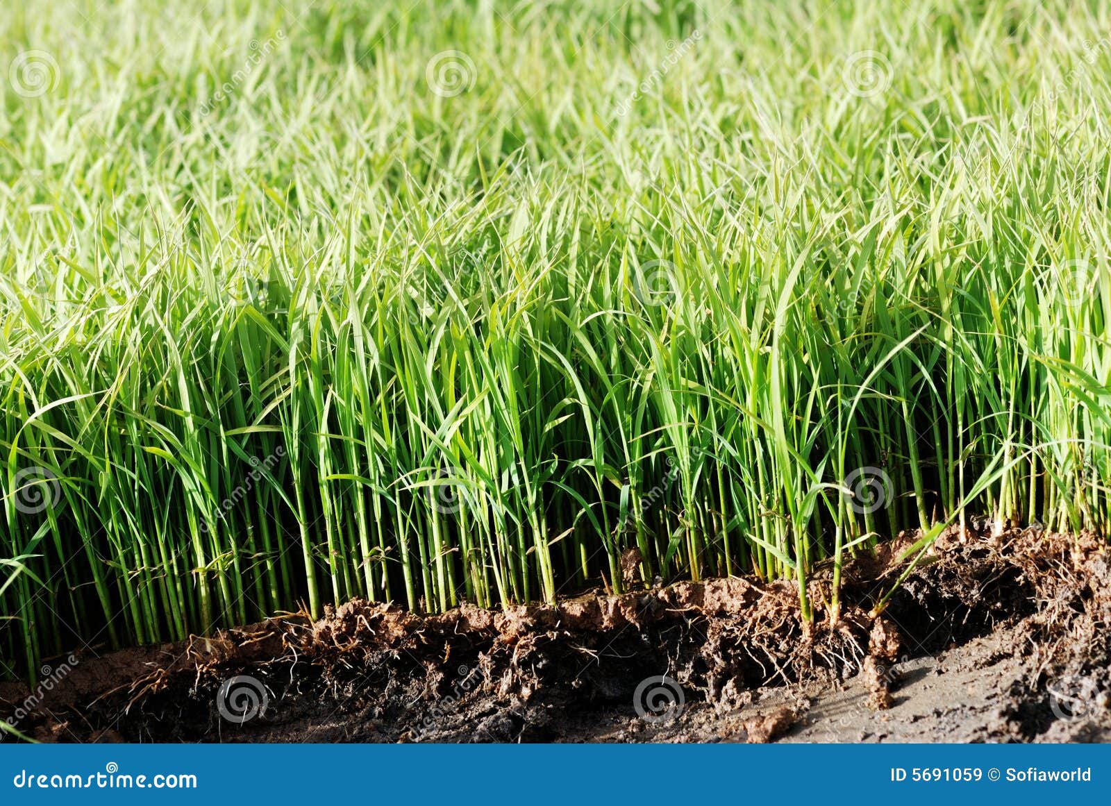 Rice Seedling On Tray Stock Image | CartoonDealer.com #22489153
