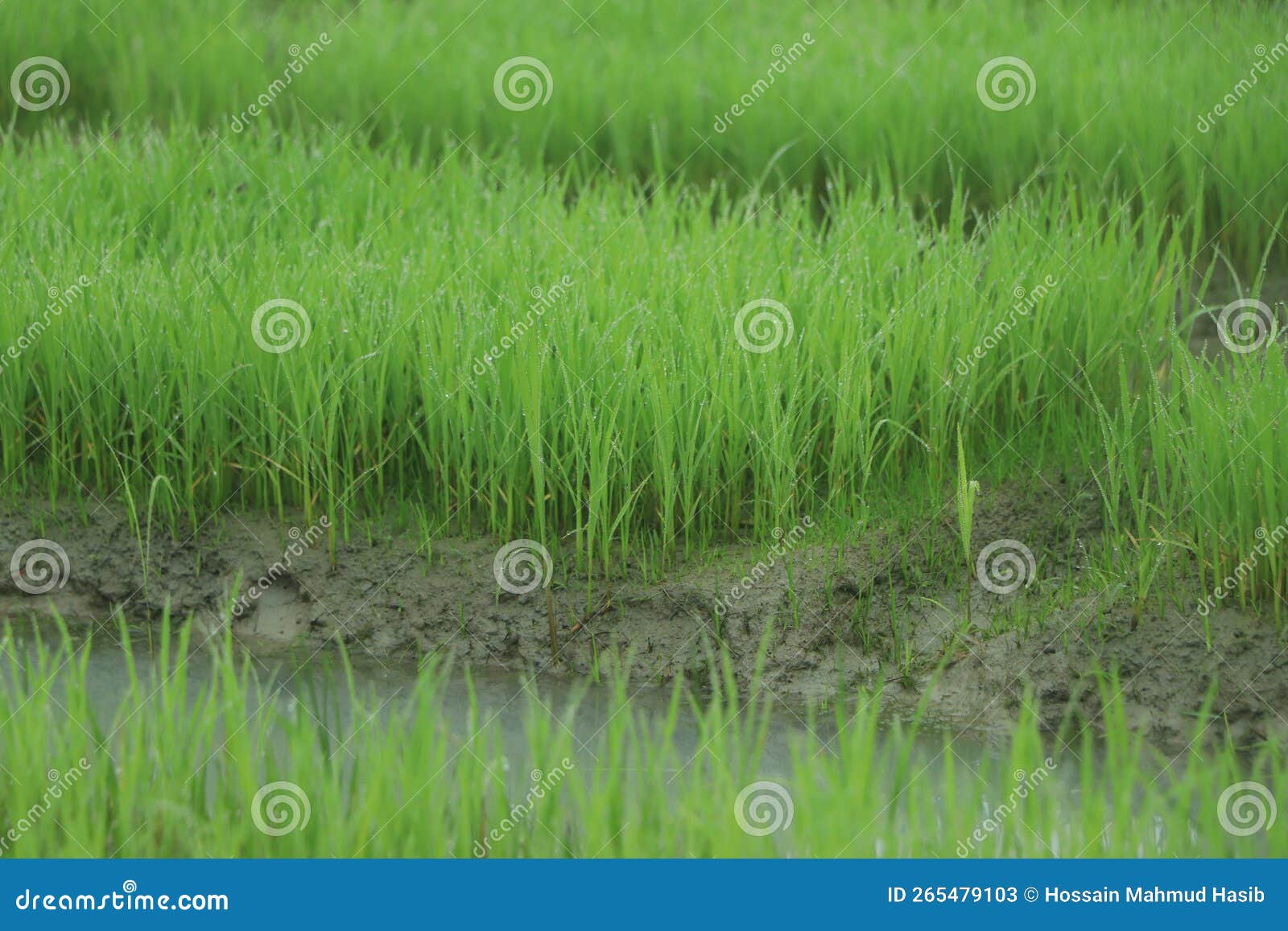 Rice Seedling Bed in Winter Season Stock Image - Image of organic ...