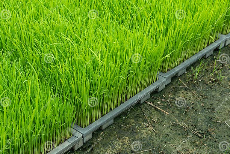 Rice Seedling Breeding Plots Stock Photo - Image of backyard ...