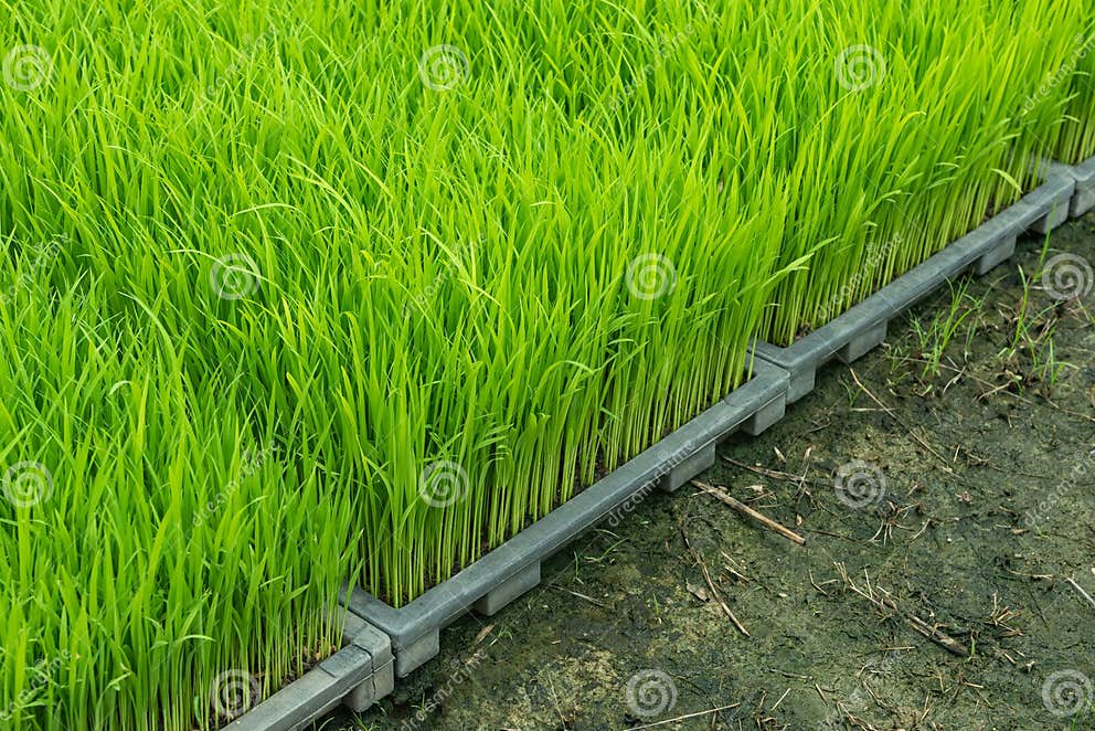 Rice Seedling Breeding Plots Stock Photo - Image of backyard ...