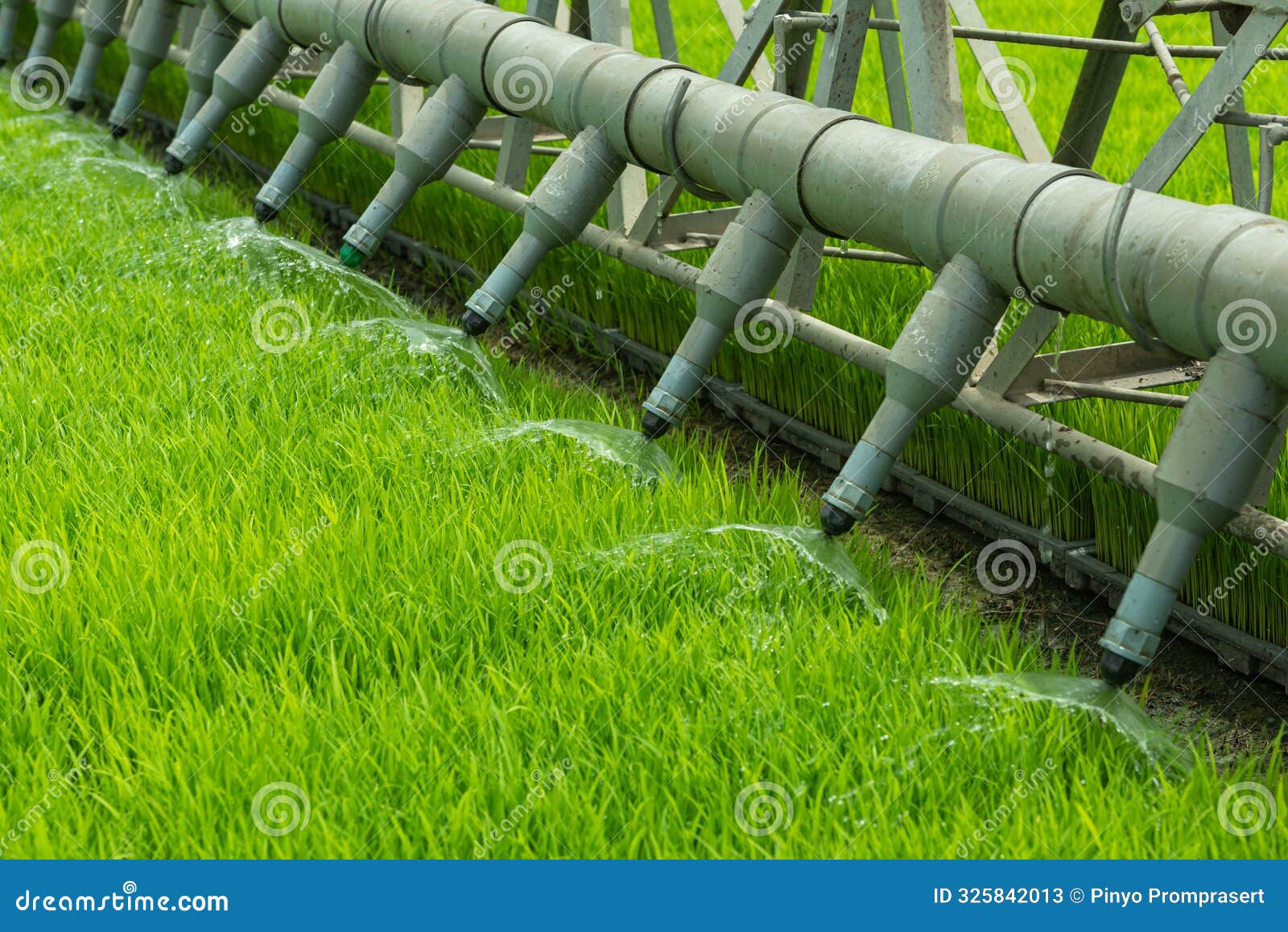 Rice Seedling Breeding Plots Stock Image - Image of technology ...