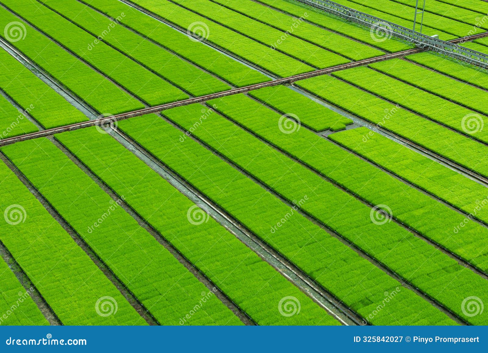 Rice Seedling Breeding Plots, High Stock Image - Image of farmer ...