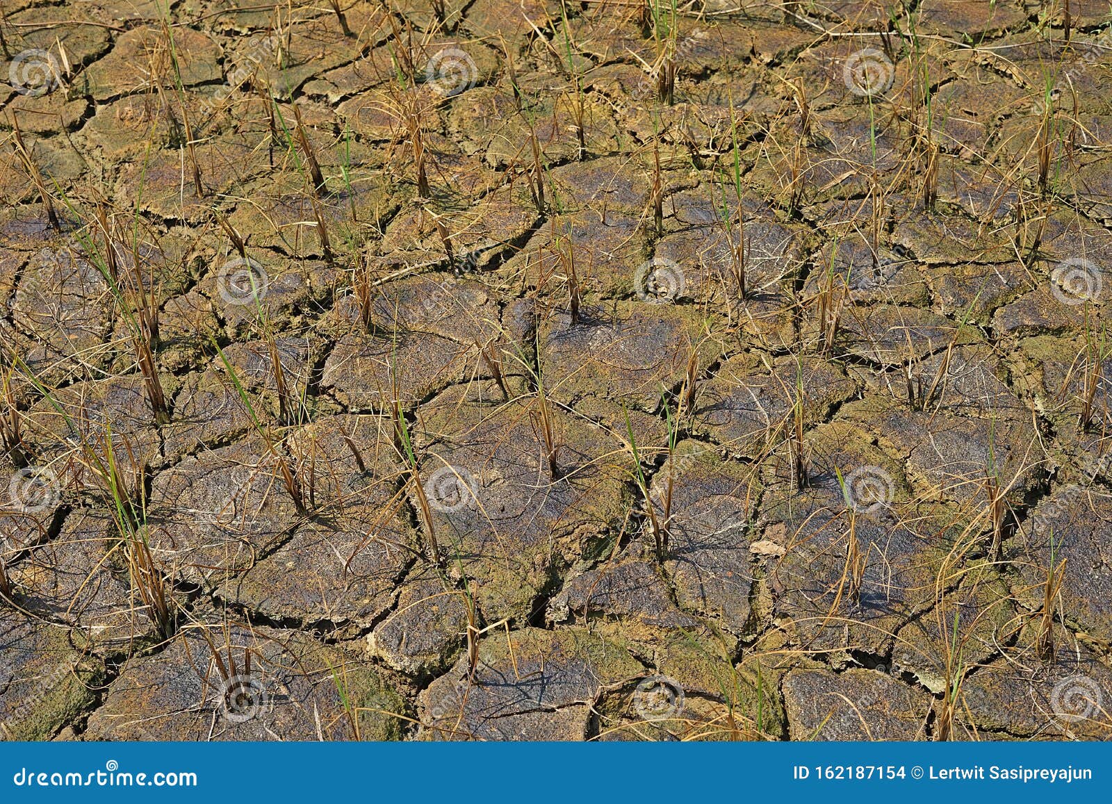 Rice Seedling Damage from Drought Stock Photo - Image of climate ...
