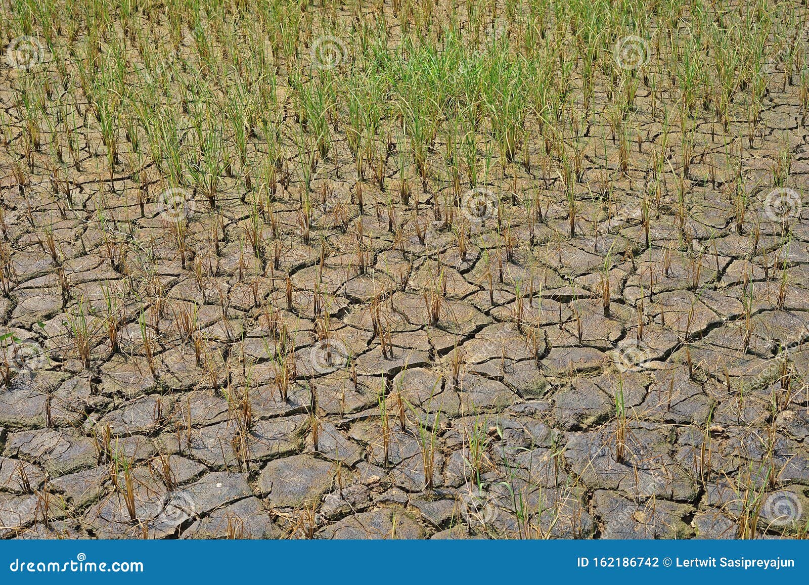 Rice Seedling Damage from Drought Stock Photo - Image of earth, ground ...