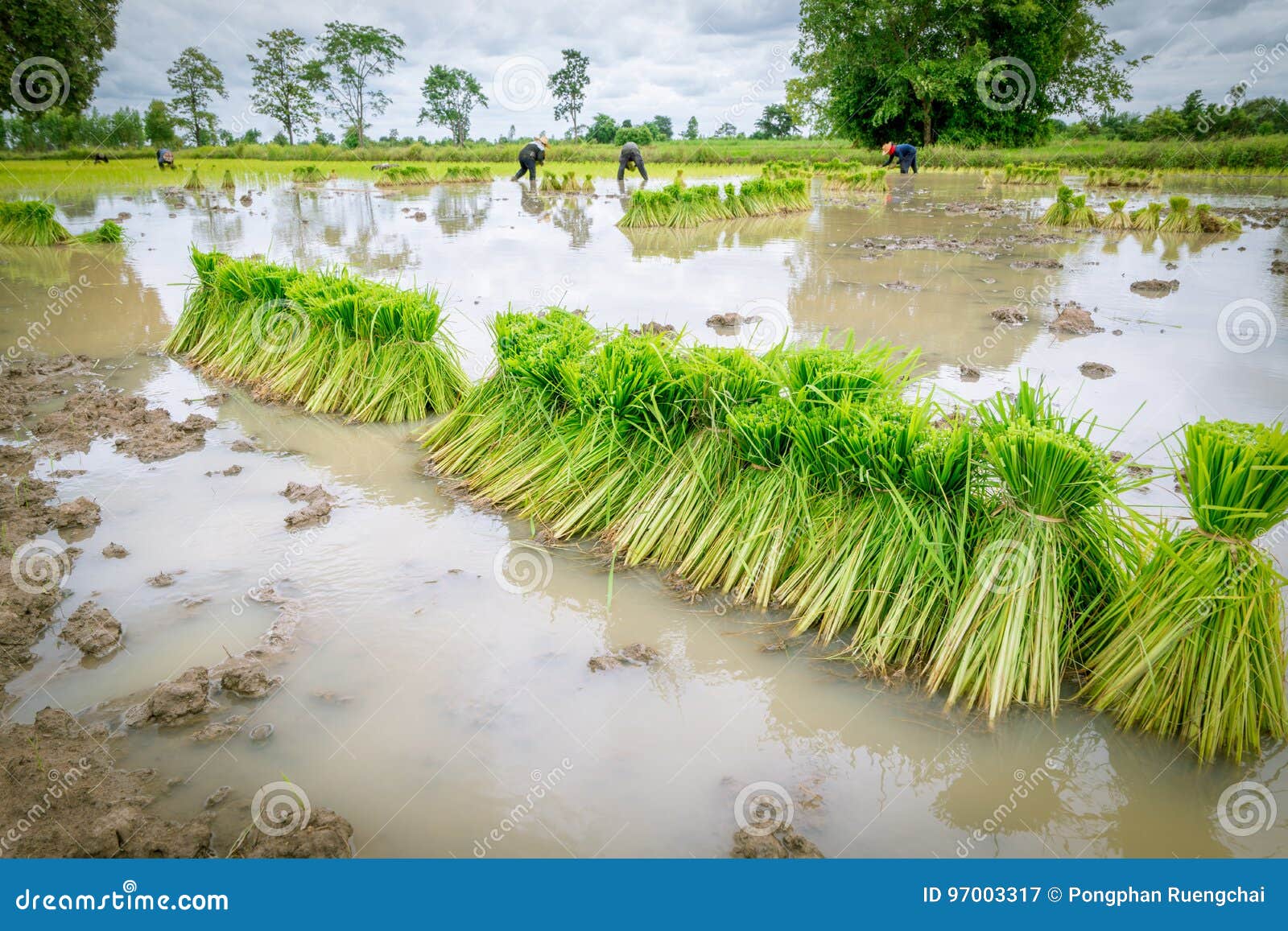 Rice seedling editorial photography. Image of farm, organic - 97003317