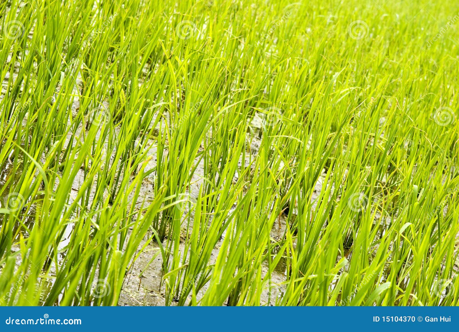Rice seedling field stock photo. Image of plant, direction - 15104370
