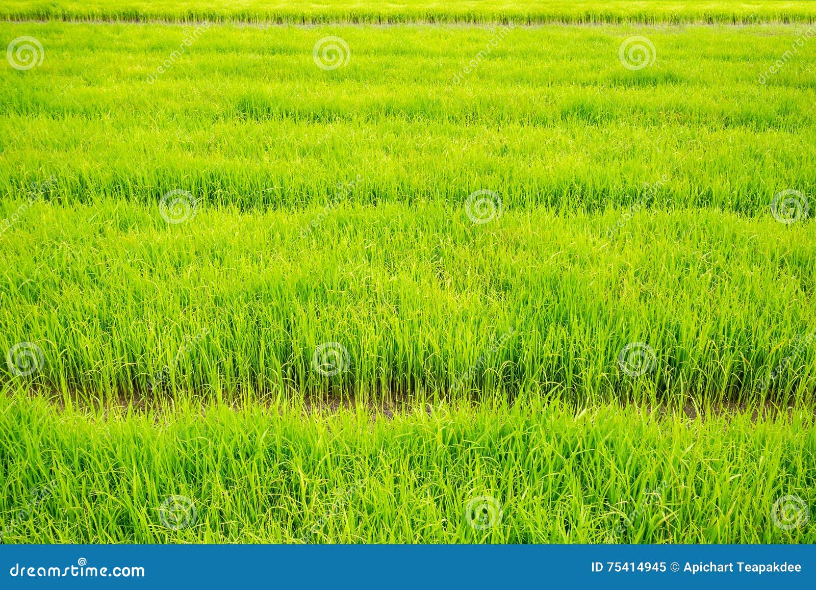 Rice seedling field stock image. Image of beginning, asia - 75414945