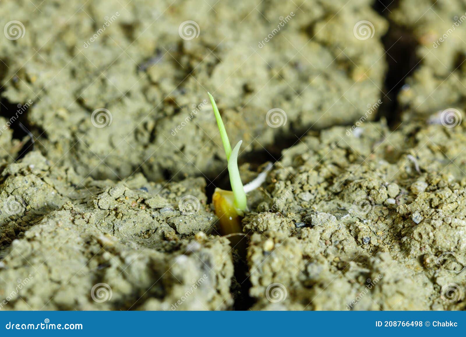 The Rice Seedling Germinate Stock Photo - Image of botany, germination ...