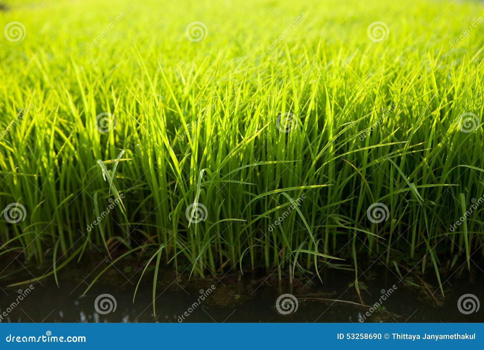 Rice Seedling stock photo. Image of grow, asia, bare - 53258690
