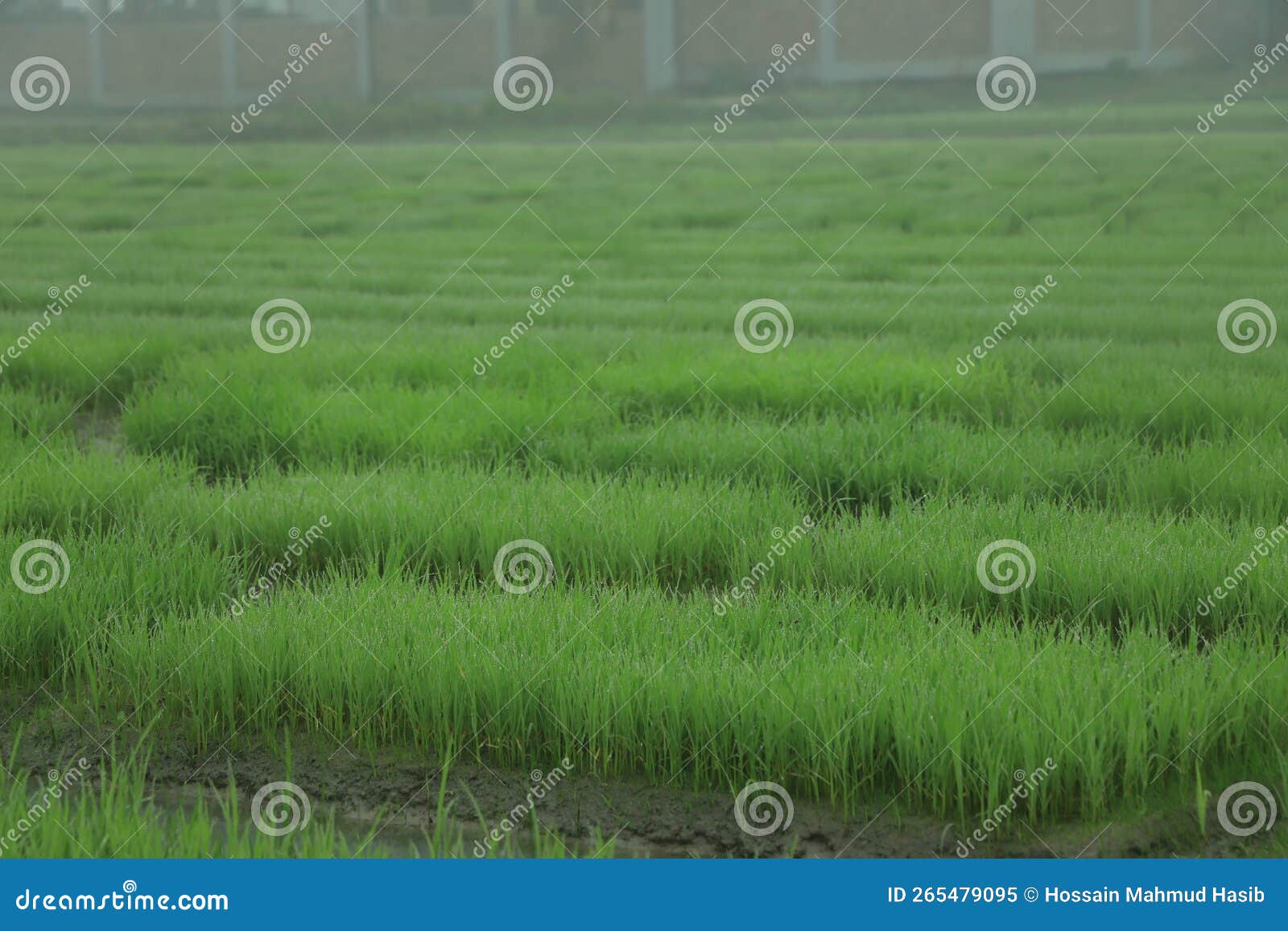 Rice Seedling Growing in the Rice Field Stock Image - Image of nature ...